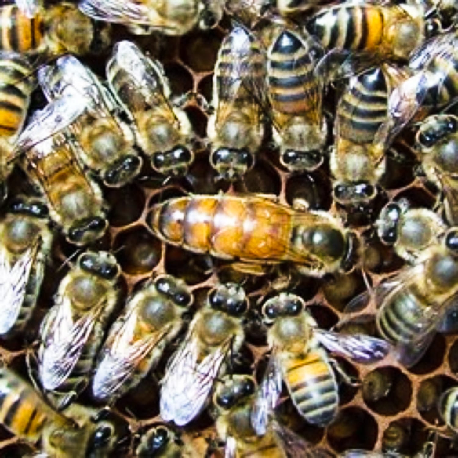 New Buckfast Breeder Queen - Buckfast USA